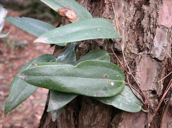 茯苓长什么样子_茯苓叶子图片大全-第1张图片-山城妙识