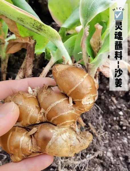 沙姜的功效与作用_沙姜怎么吃最好-第2张图片-山城妙识