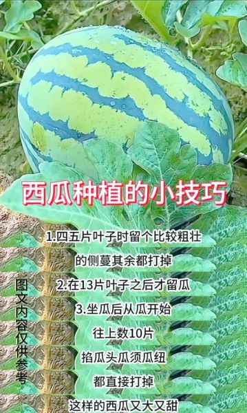西瓜子怎么种植_西瓜子种植方法步骤-第2张图片-山城妙识 西瓜子怎么种植_西瓜子种植方法步骤-第2张图片-山城妙识