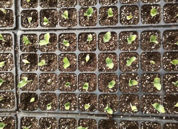 西瓜子怎么种植_西瓜子种植方法步骤-第3张图片-山城妙识 西瓜子怎么种植_西瓜子种植方法步骤-第3张图片-山城妙识