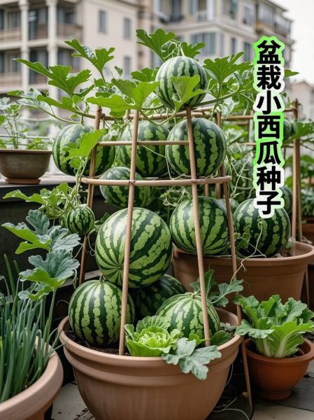 西瓜子怎么种植_西瓜子种植方法步骤-第1张图片-山城妙识 西瓜子怎么种植_西瓜子种植方法步骤-第1张图片-山城妙识