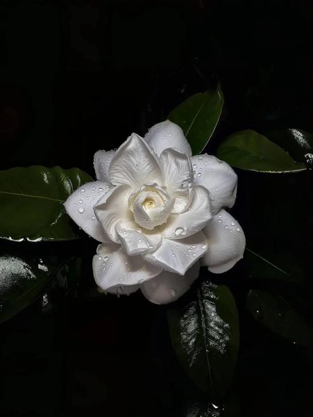 栀子花图片大全_如何拍摄出高清质感-第1张图片-山城妙识