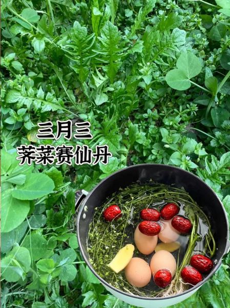 荠菜怎么做好吃_荠菜怎么做好吃又有营养-第2张图片-山城妙识 荠菜怎么做好吃_荠菜怎么做好吃又有营养-第2张图片-山城妙识