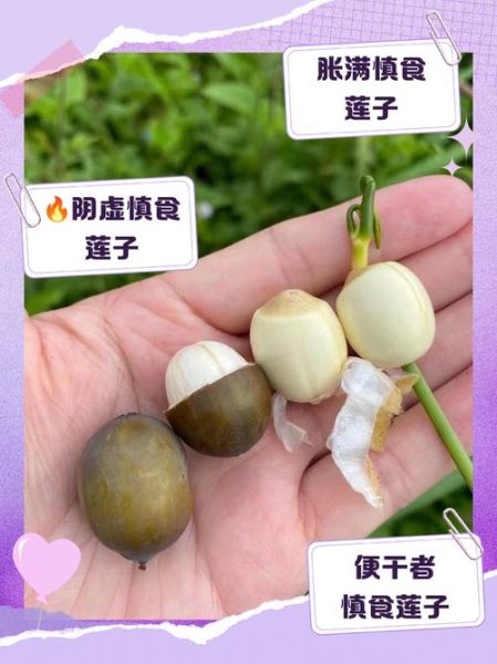 莲子哪些人不能吃_莲子禁忌人群有哪些-第1张图片-山城妙识 莲子哪些人不能吃_莲子禁忌人群有哪些-第1张图片-山城妙识