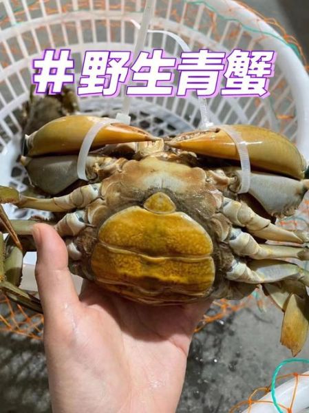 青蟹是淡水还是海水_青蟹养殖盐度要求-第1张图片-山城妙识