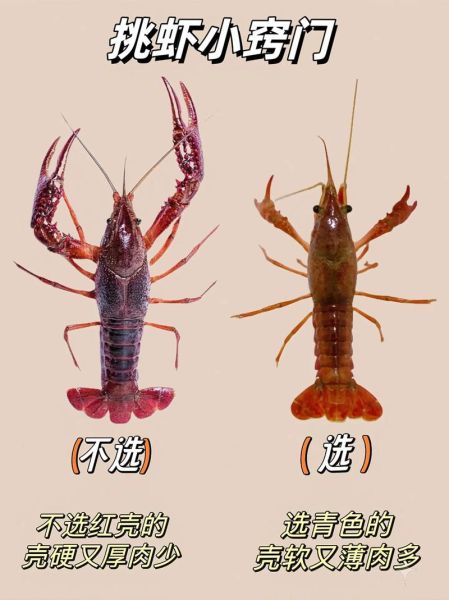 龙虾种类有哪些_如何区分常见龙虾品种-第1张图片-山城妙识 龙虾种类有哪些_如何区分常见龙虾品种-第1张图片-山城妙识