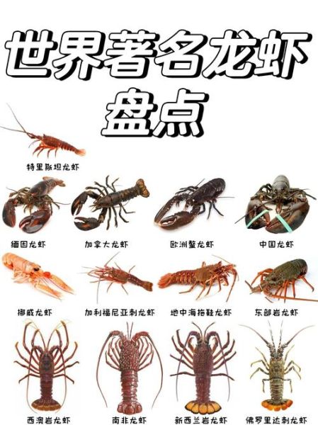 龙虾种类有哪些_如何区分常见龙虾品种-第2张图片-山城妙识 龙虾种类有哪些_如何区分常见龙虾品种-第2张图片-山城妙识