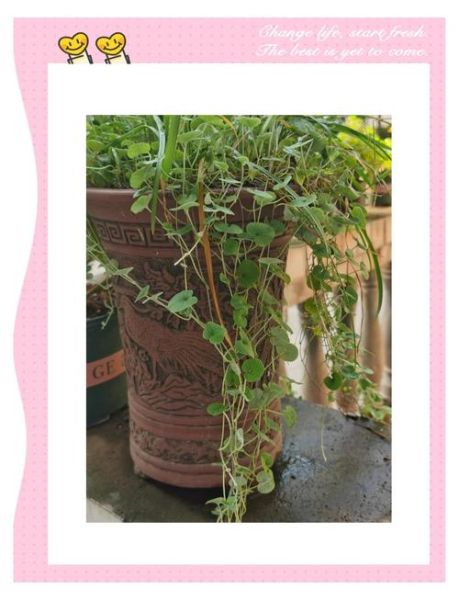 马蹄金草种怎么种_马蹄金草种多久能发芽-第1张图片-山城妙识 马蹄金草种怎么种_马蹄金草种多久能发芽-第1张图片-山城妙识