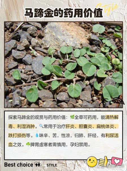 马蹄金草种怎么种_马蹄金草种多久能发芽-第2张图片-山城妙识 马蹄金草种怎么种_马蹄金草种多久能发芽-第2张图片-山城妙识