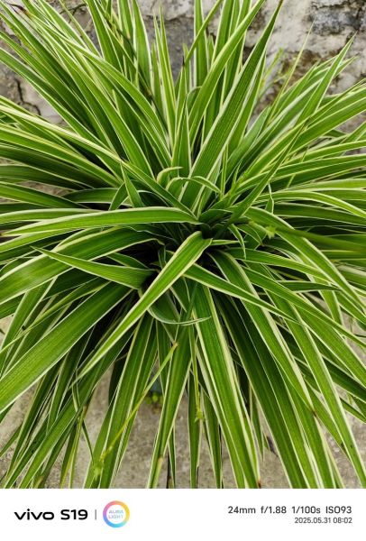 粽子叶怎么处理才能包粽子_粽子叶要泡多久-第2张图片-山城妙识 粽子叶怎么处理才能包粽子_粽子叶要泡多久-第2张图片-山城妙识