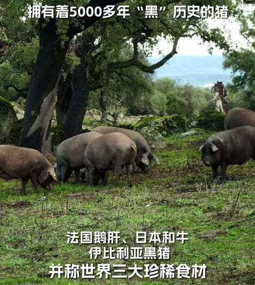 西班牙火腿怎么选_火腿火腿西班牙区别-第1张图片-山城妙识 西班牙火腿怎么选_火腿火腿西班牙区别-第1张图片-山城妙识