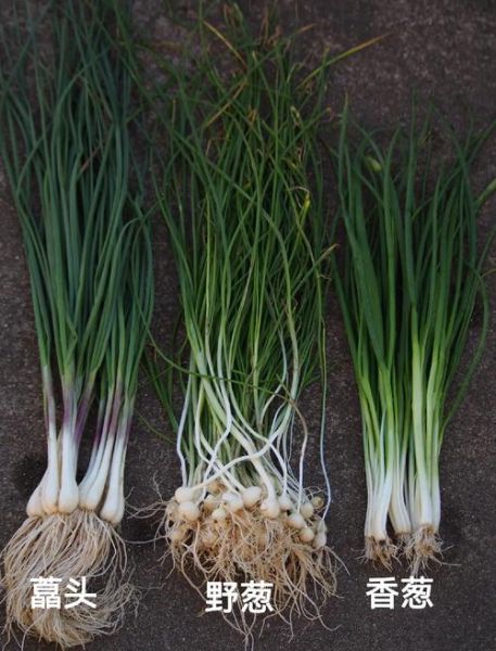 藠头和藠头的区别图片_藠头是不是藠头-第3张图片-山城妙识 藠头和藠头的区别图片_藠头是不是藠头-第3张图片-山城妙识