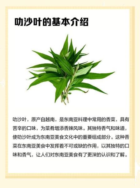 叻沙叶是什么_叻沙叶怎么用在料理里-第1张图片-山城妙识 叻沙叶是什么_叻沙叶怎么用在料理里-第1张图片-山城妙识