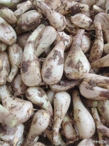 藠头和藠头的区别图片_藠头是不是藠头-第2张图片-山城妙识 藠头和藠头的区别图片_藠头是不是藠头-第2张图片-山城妙识