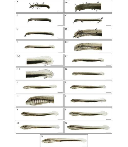 七鳃鳗男主原型是谁_七鳃鳗男模真人照片-第1张图片-山城妙识 七鳃鳗男主原型是谁_七鳃鳗男模真人照片-第1张图片-山城妙识