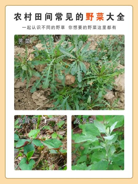 野菜有哪些_如何辨别100种野菜-第1张图片-山城妙识 野菜有哪些_如何辨别100种野菜-第1张图片-山城妙识