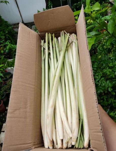 香茅草是什么味道_香茅草味道像什么-第1张图片-山城妙识 香茅草是什么味道_香茅草味道像什么-第1张图片-山城妙识