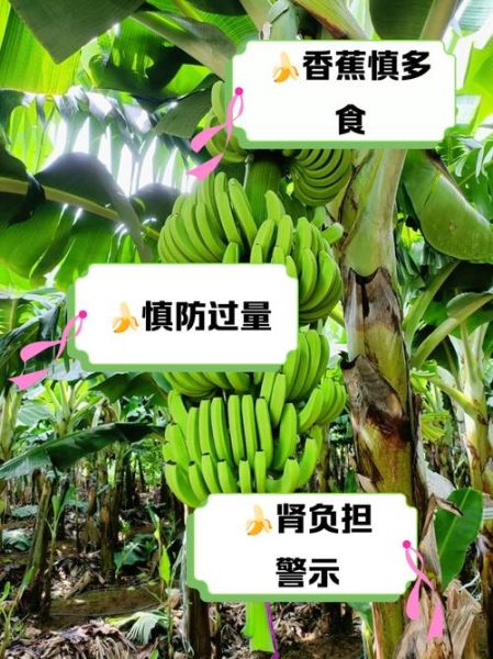 香蕉吃多了会怎么样_香蕉一天吃几根最好-第1张图片-山城妙识 香蕉吃多了会怎么样_香蕉一天吃几根最好-第1张图片-山城妙识