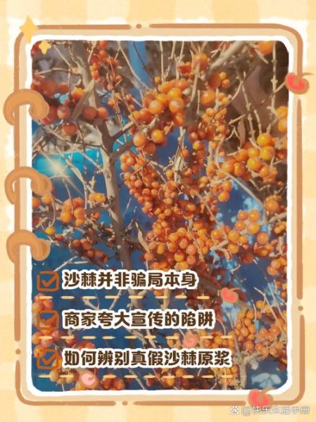 沙棘果油骗局揭秘_沙棘果油真的有用吗-第2张图片-山城妙识 沙棘果油骗局揭秘_沙棘果油真的有用吗-第2张图片-山城妙识