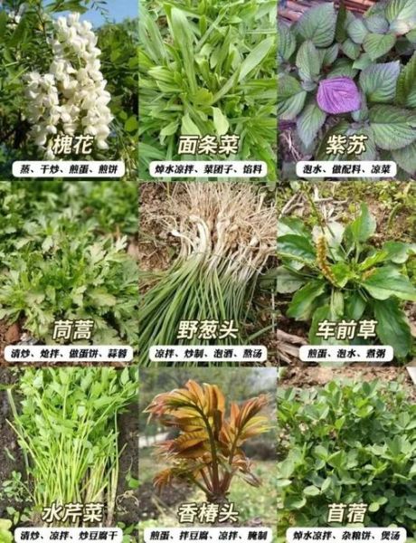 野菜图片怎么识别_常见野菜有哪些-第3张图片-山城妙识 野菜图片怎么识别_常见野菜有哪些-第3张图片-山城妙识