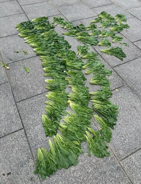 雪里红是什么菜_什么时候种-第1张图片-山城妙识 雪里红是什么菜_什么时候种-第1张图片-山城妙识