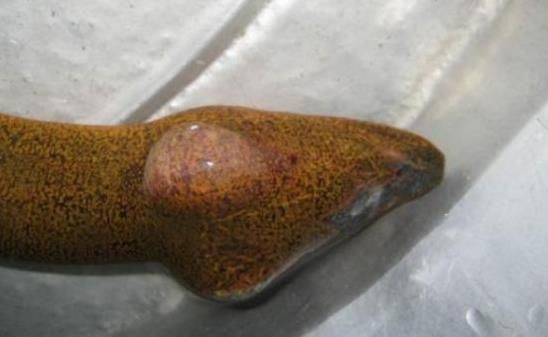 望月鳝真的存在吗_望月鳝是什么动物-第1张图片-山城妙识 望月鳝真的存在吗_望月鳝是什么动物-第1张图片-山城妙识