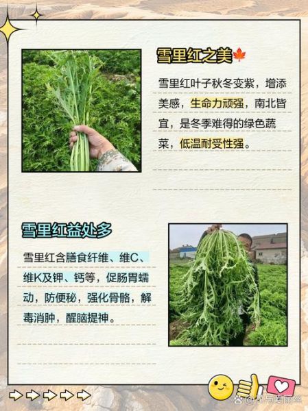 雪里红是什么菜_什么时候种-第3张图片-山城妙识 雪里红是什么菜_什么时候种-第3张图片-山城妙识