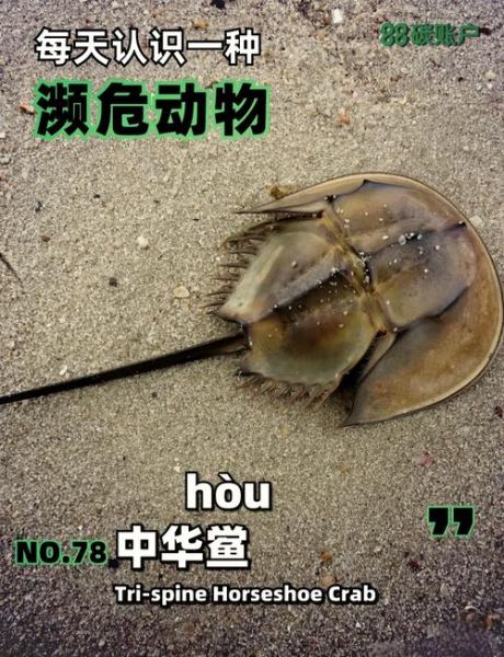 一只鲎的价格大约多少_鲎多少钱一斤-第1张图片-山城妙识 一只鲎的价格大约多少_鲎多少钱一斤-第1张图片-山城妙识