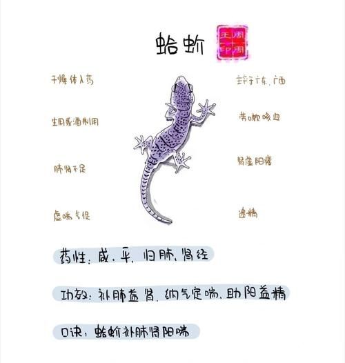 蛤蚧图片_蛤蚧真假怎么分辨-第3张图片-山城妙识 蛤蚧图片_蛤蚧真假怎么分辨-第3张图片-山城妙识