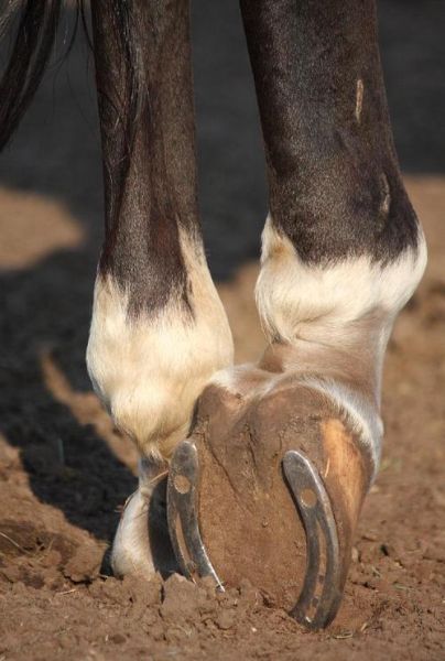 马蹄形状图片_马蹄铁寓意-第2张图片-山城妙识