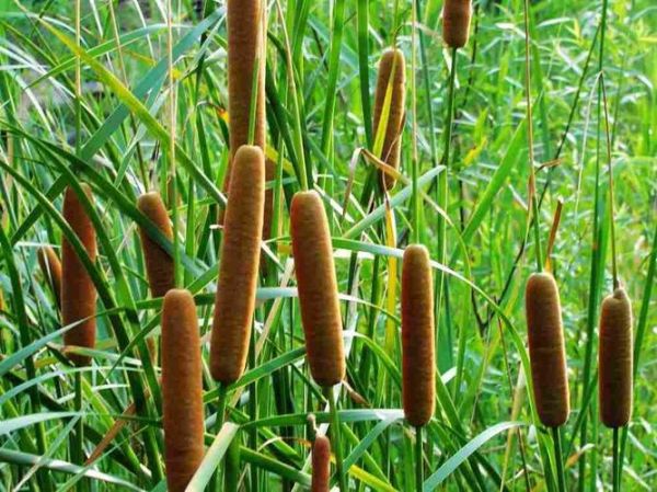 蒲棒的功效与作用_蒲棒怎么吃最好-第2张图片-山城妙识 蒲棒的功效与作用_蒲棒怎么吃最好-第2张图片-山城妙识