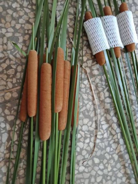 蒲棒的功效与作用_蒲棒怎么吃最好-第1张图片-山城妙识 蒲棒的功效与作用_蒲棒怎么吃最好-第1张图片-山城妙识