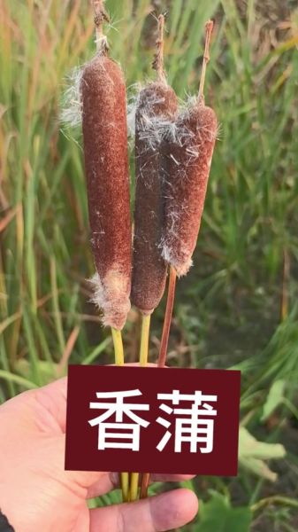 蒲棒的功效与作用_蒲棒怎么吃最好-第3张图片-山城妙识 蒲棒的功效与作用_蒲棒怎么吃最好-第3张图片-山城妙识