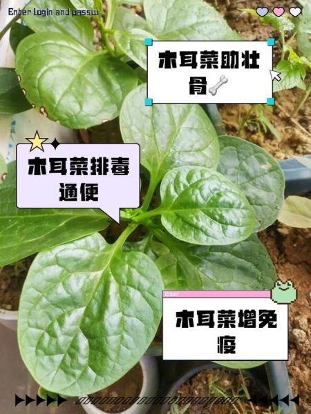 木耳菜的营养价值及功效与作用_木耳菜怎么吃最营养-第2张图片-山城妙识