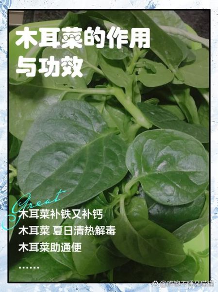 木耳菜的营养价值及功效与作用_木耳菜怎么吃最营养-第1张图片-山城妙识