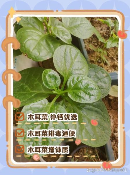 木耳菜的营养价值及功效与作用_木耳菜怎么吃最营养-第3张图片-山城妙识
