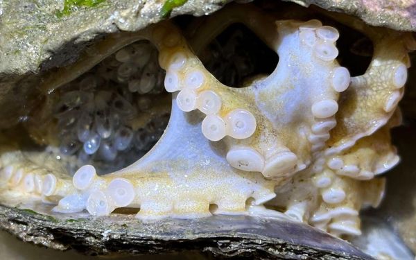 八爪鱼的大米是什么_八爪鱼大米真的存在吗-第2张图片-山城妙识 八爪鱼的大米是什么_八爪鱼大米真的存在吗-第2张图片-山城妙识