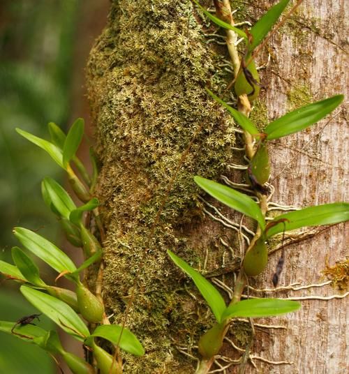 野生石橄榄图片_石橄榄怎么辨别真假-第2张图片-山城妙识 野生石橄榄图片_石橄榄怎么辨别真假-第2张图片-山城妙识