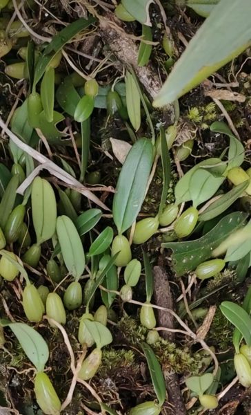 野生石橄榄图片_石橄榄怎么辨别真假-第1张图片-山城妙识 野生石橄榄图片_石橄榄怎么辨别真假-第1张图片-山城妙识