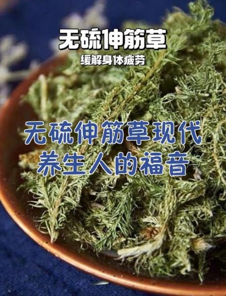 伸筋草图片_伸筋草的功效与作用-第3张图片-山城妙识 伸筋草图片_伸筋草的功效与作用-第3张图片-山城妙识