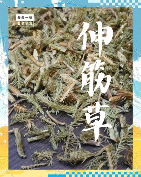 伸筋草图片_伸筋草的功效与作用-第1张图片-山城妙识 伸筋草图片_伸筋草的功效与作用-第1张图片-山城妙识