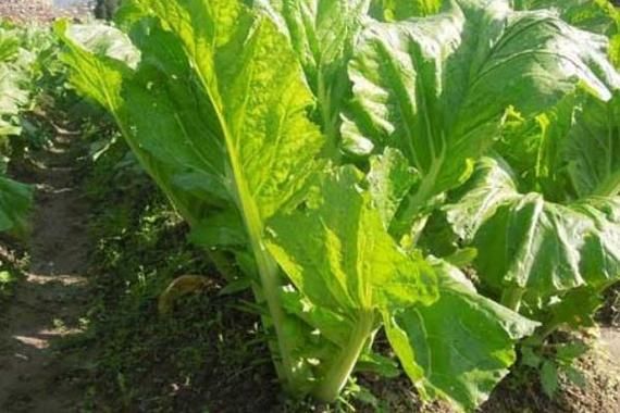 雪里蕻和芥菜一样吗_区别与联系-第1张图片-山城妙识 雪里蕻和芥菜一样吗_区别与联系-第1张图片-山城妙识