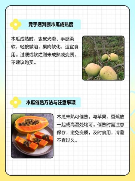 青木瓜是不是没熟的木瓜_青木瓜与熟木瓜区别-第3张图片-山城妙识