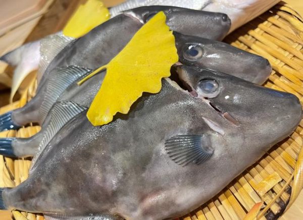 马面鱼是海鱼吗_马面鱼产地在哪里-第1张图片-山城妙识