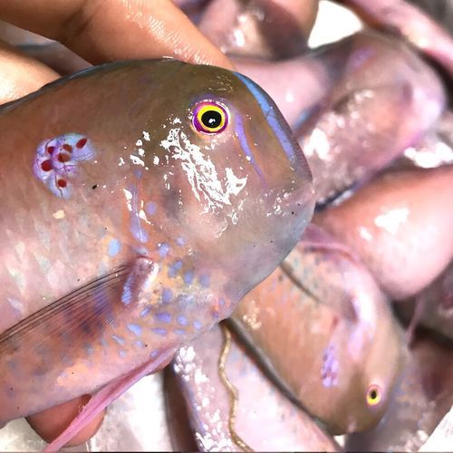 马面鱼是海鱼吗_马面鱼产地在哪里-第2张图片-山城妙识