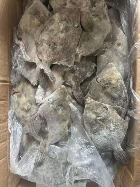 马面鱼是海鱼吗_马面鱼产地在哪里-第3张图片-山城妙识