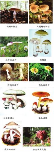 野生蘑菇图片大全_如何识别有毒品种-第2张图片-山城妙识 野生蘑菇图片大全_如何识别有毒品种-第2张图片-山城妙识