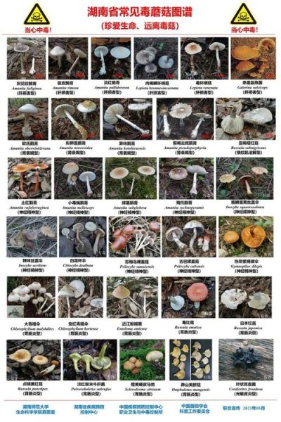 野生蘑菇图片大全_如何识别有毒品种-第3张图片-山城妙识 野生蘑菇图片大全_如何识别有毒品种-第3张图片-山城妙识
