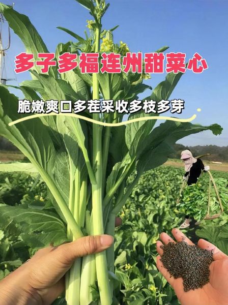 甜菜头种子怎么种_甜菜头种子多少钱一斤-第3张图片-山城妙识