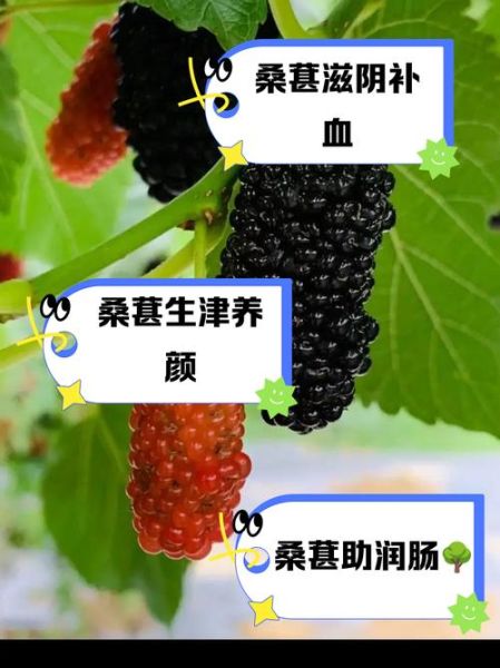 女人吃桑葚后的变化_女人吃桑葚多久见效-第1张图片-山城妙识